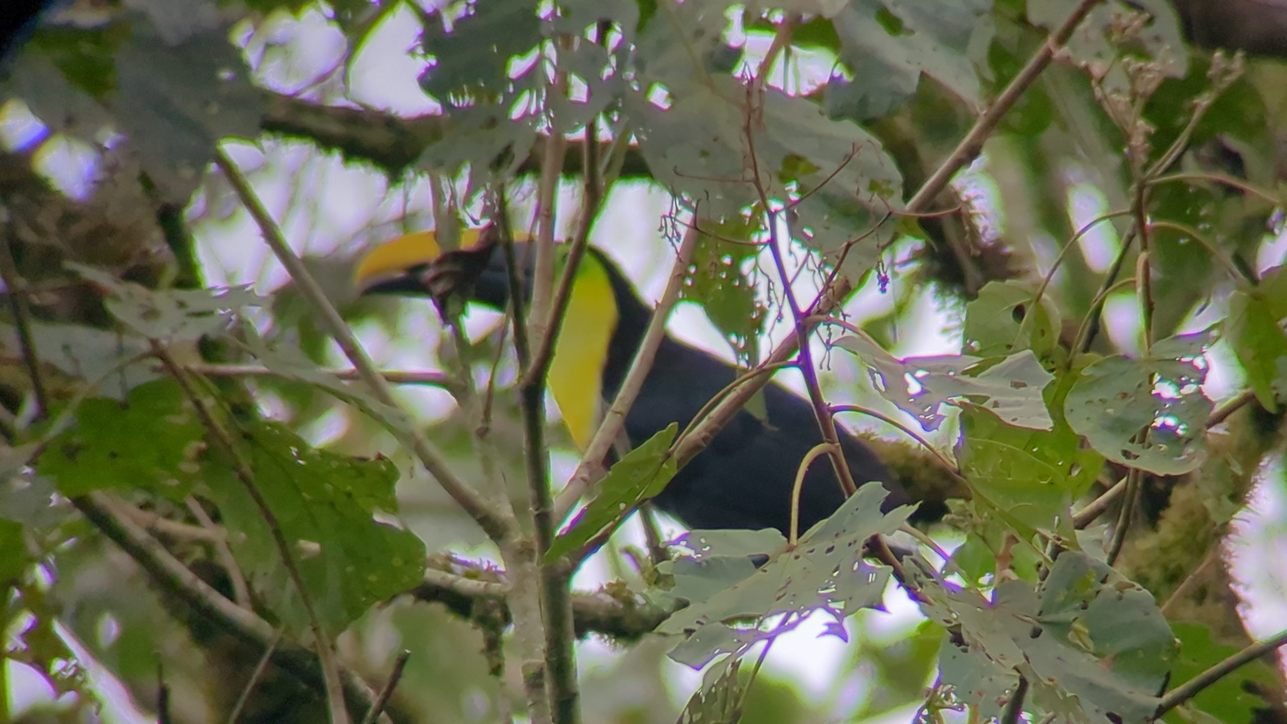 Things to Do in Mindo from Quito: Nature, Birds & Adventure - Premiere ...